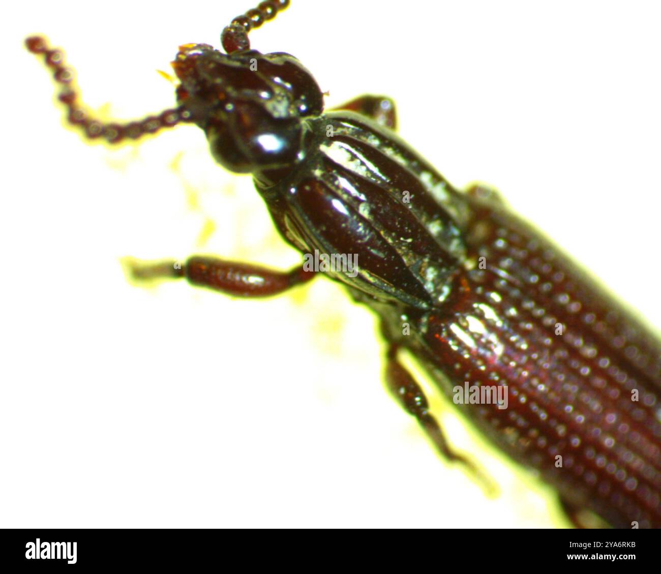 American Crudely Carved Wrinkle Beetle (Omoglymmius americanus) Insecta ...