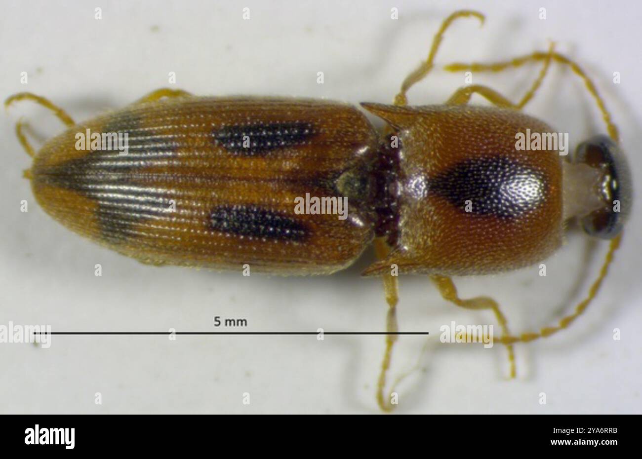 Sweet Click Beetle (Aeolus mellillus) Insecta Stock Photo - Alamy