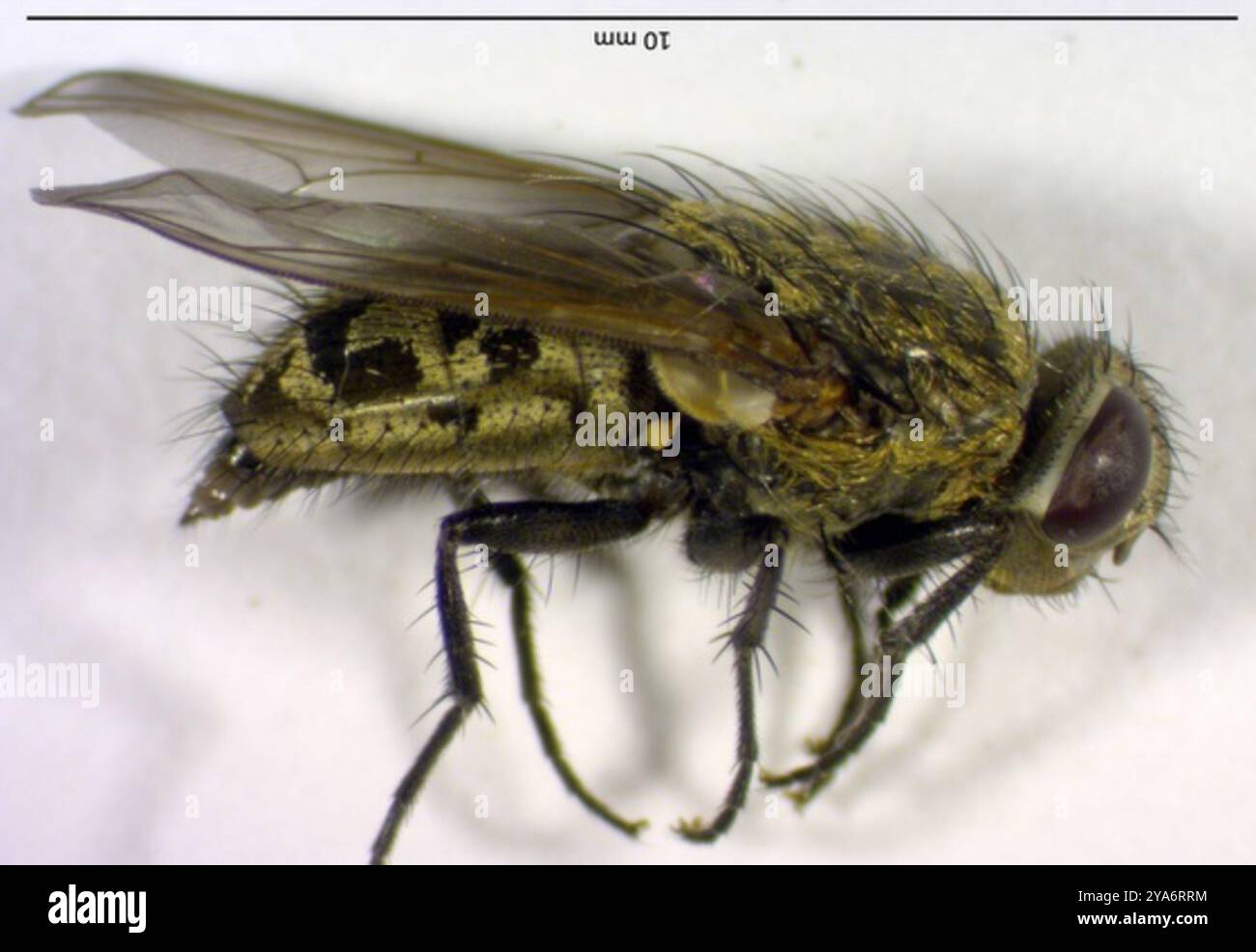 Cluster Flies (Pollenia) Insecta Stock Photo - Alamy