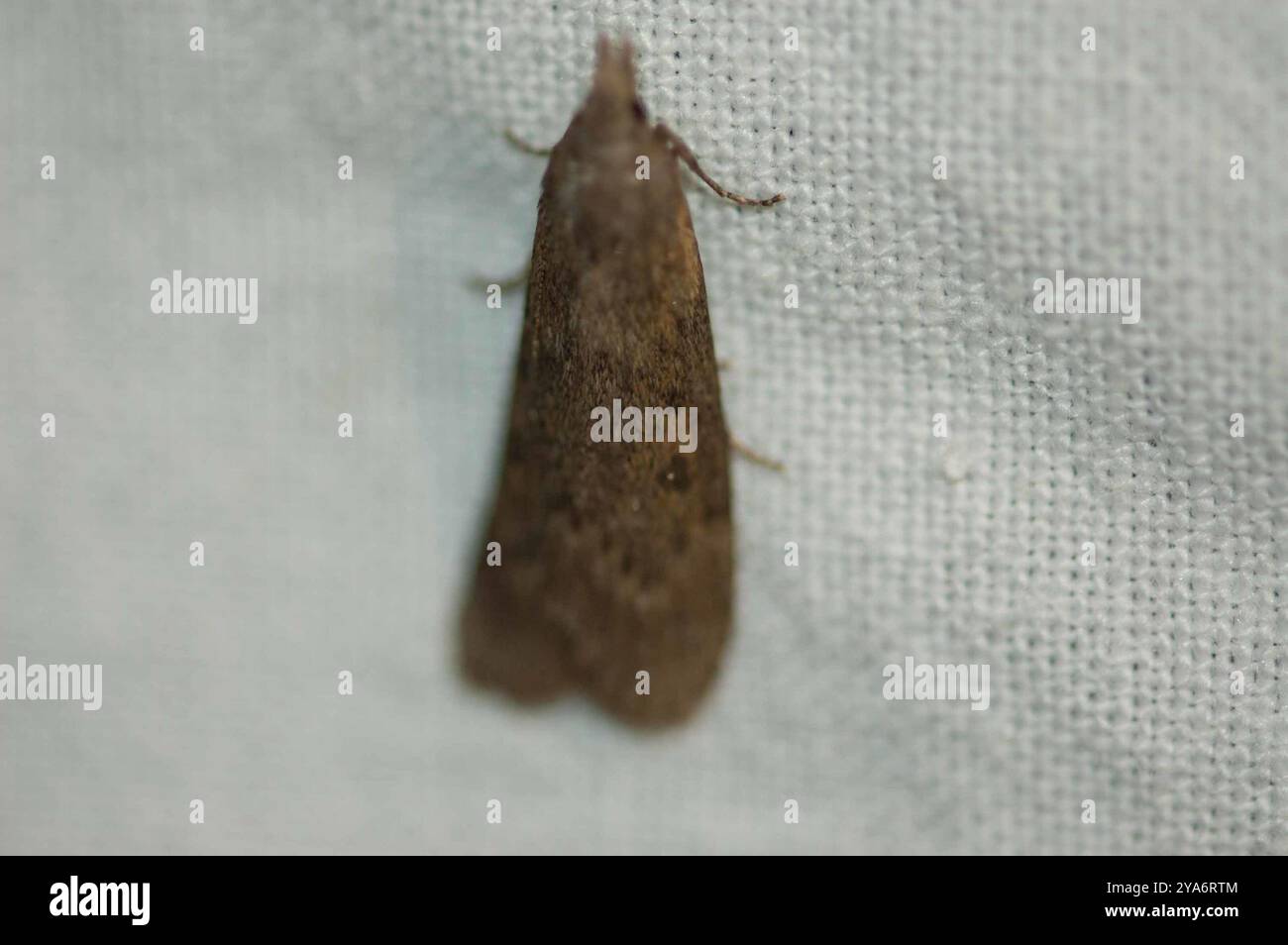 Theresian Moth (Lamoria anella) Insecta Stock Photo - Alamy