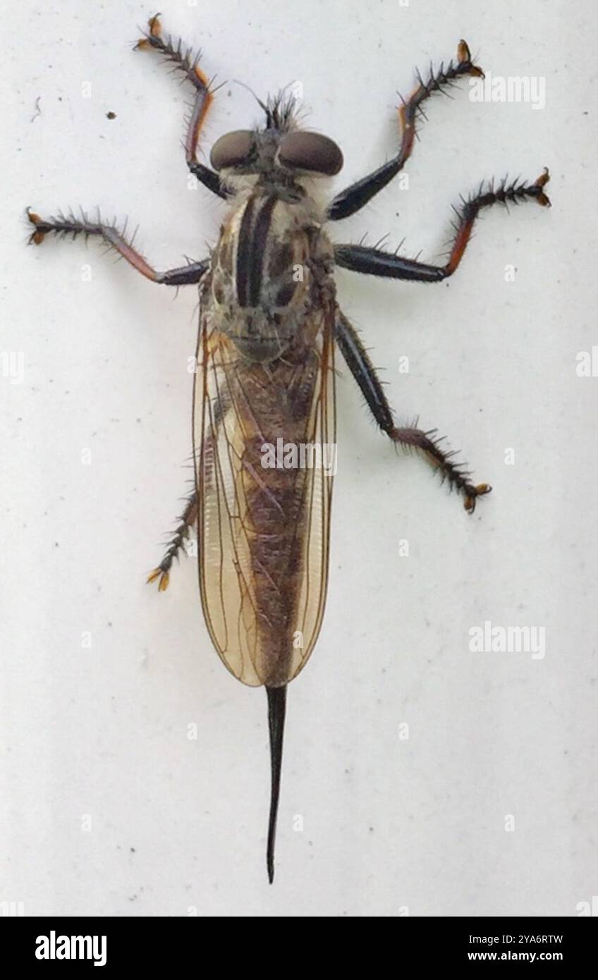 Northeastern Hammertail (Efferia aestuans) Insecta Stock Photo - Alamy