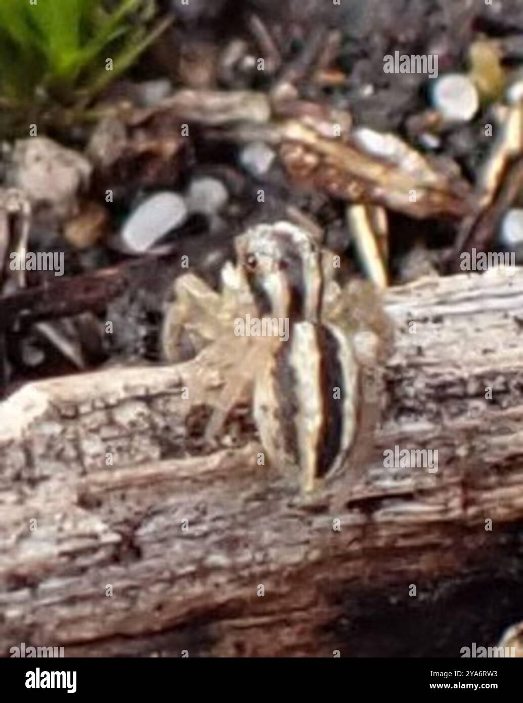 Typical Jumping Spiders (Salticinae) Arachnida Stock Photo - Alamy