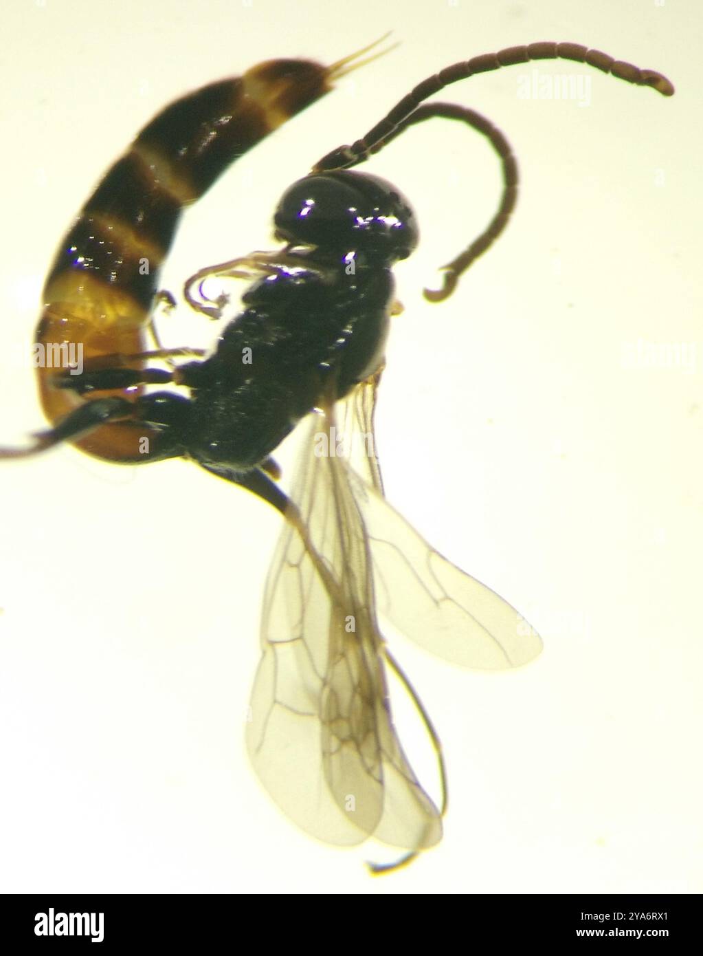 Tiphiid Flower Wasps (Tiphiidae) Insecta Stock Photo - Alamy