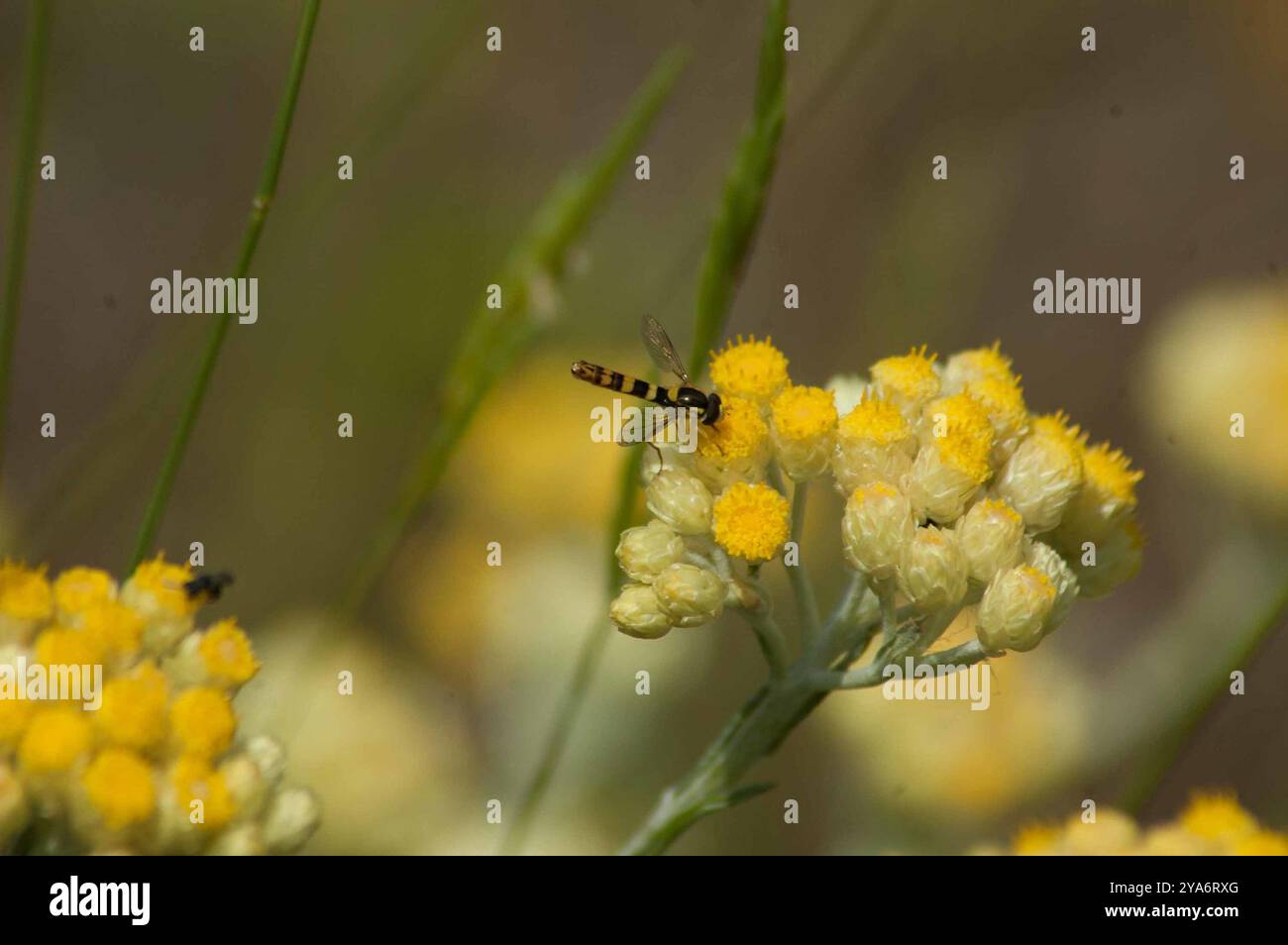 Common Globetail (Sphaerophoria scripta) Insecta Stock Photo - Alamy
