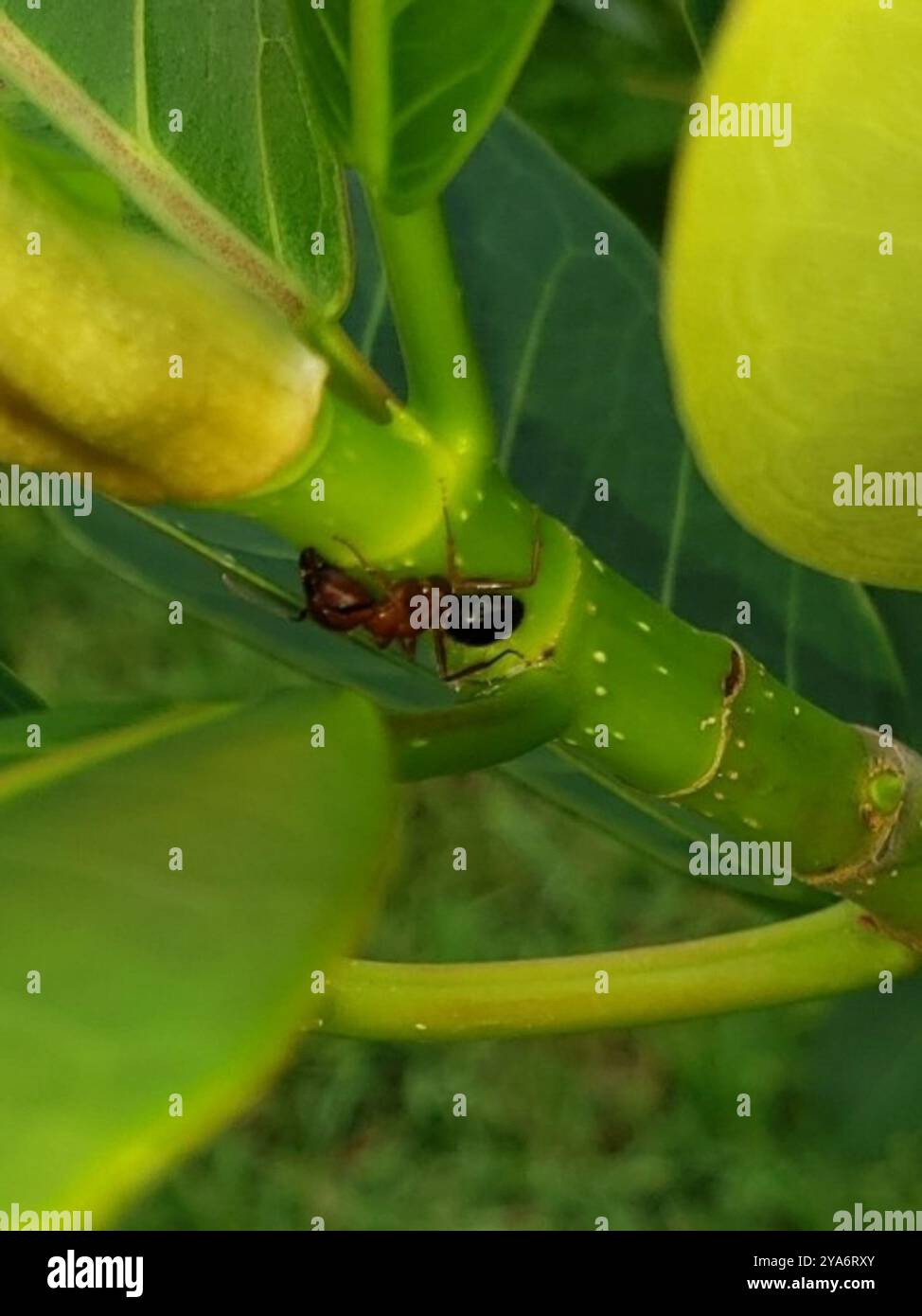Florida Carpenter Ant (Camponotus floridanus) Insecta Stock Photo - Alamy