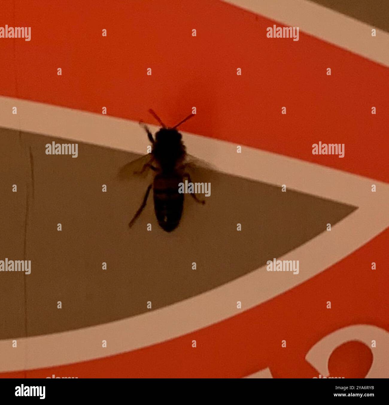 Ants, Bees, and Stinging Wasps (Aculeata) Insecta Stock Photo - Alamy