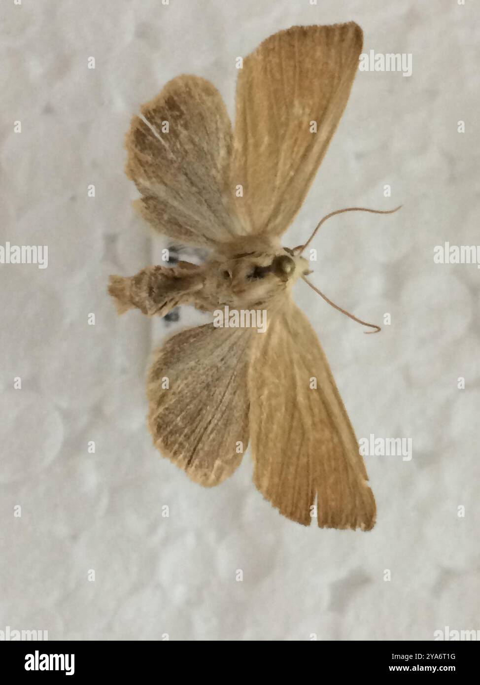 Fen Wainscot (Arenostola phragmitidis) Insecta Stock Photo - Alamy