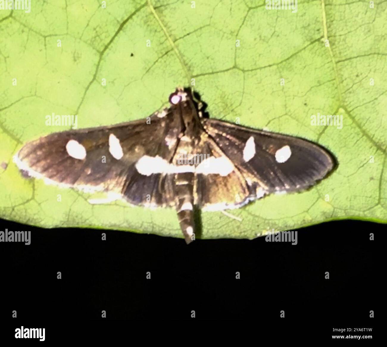 Grape Leaffolder Moth (Desmia funeralis) Insecta Stock Photo - Alamy