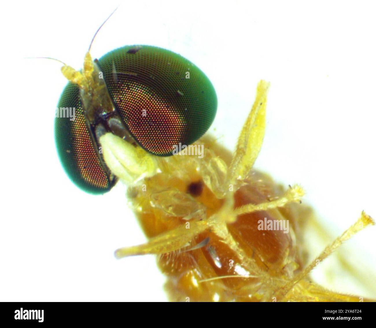 (Sargus elegans) Insecta Stock Photo - Alamy