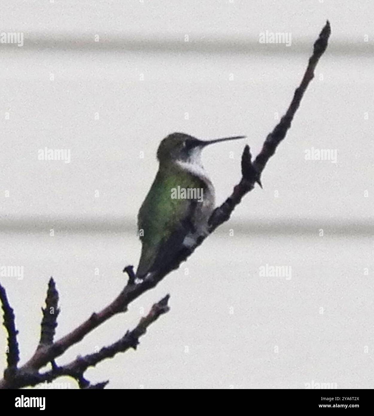 Ruby-throated Hummingbird (Archilochus colubris) Aves Stock Photo - Alamy