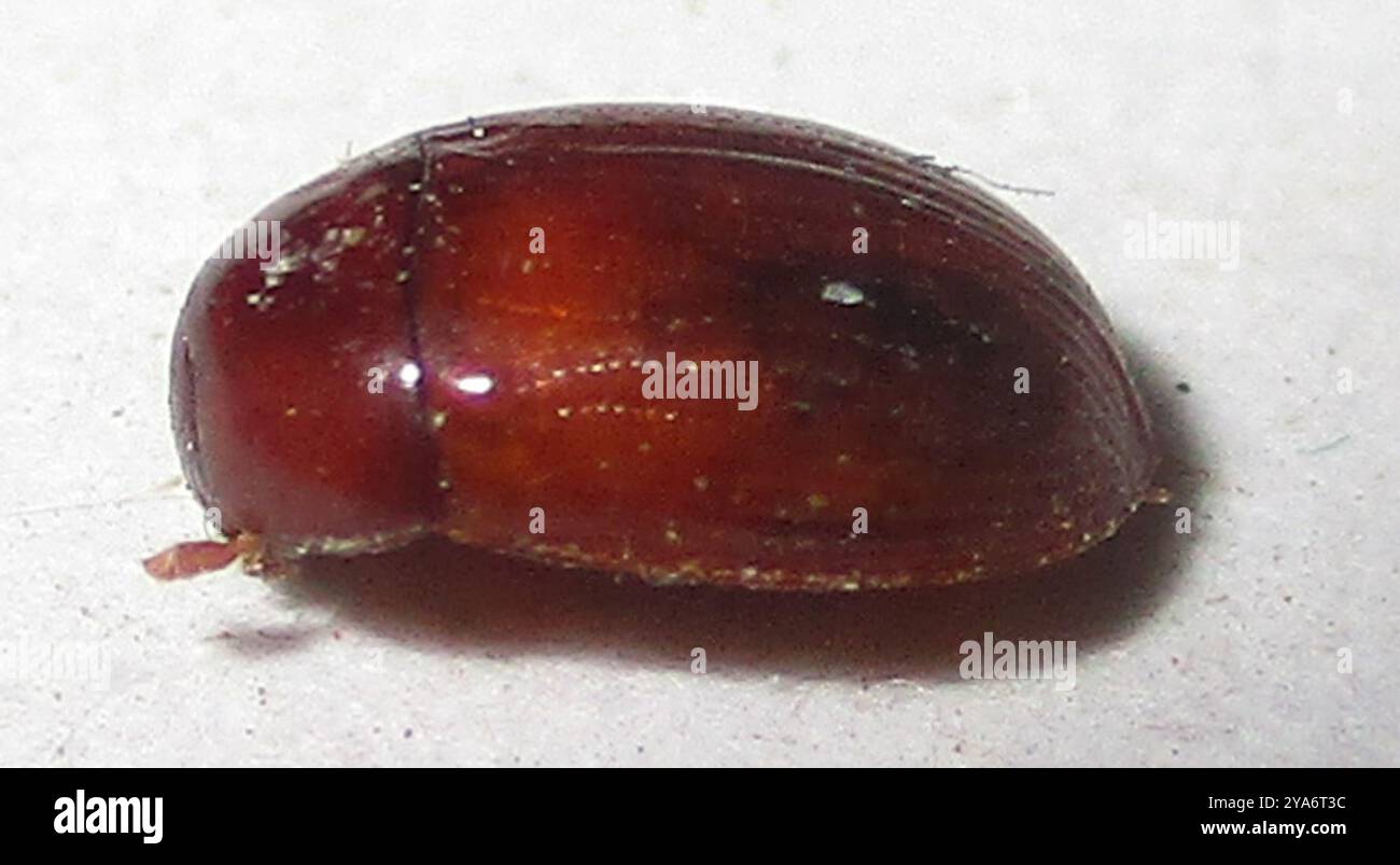 Sphaeridiinae hi-res stock photography and images - Alamy