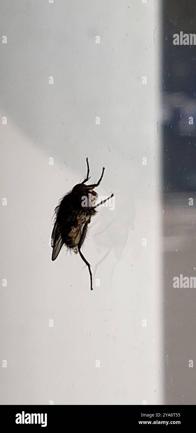 Bot Flies, Blow Flies, and Allies (Oestroidea) Insecta Stock Photo - Alamy