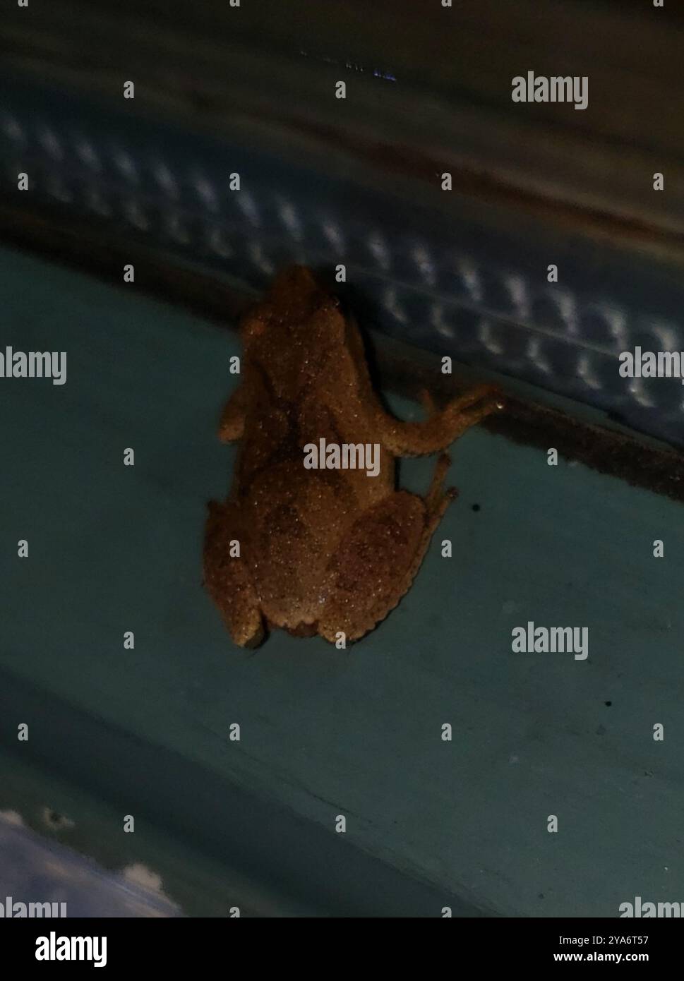Spring Peeper (Pseudacris crucifer) Amphibia Stock Photo - Alamy