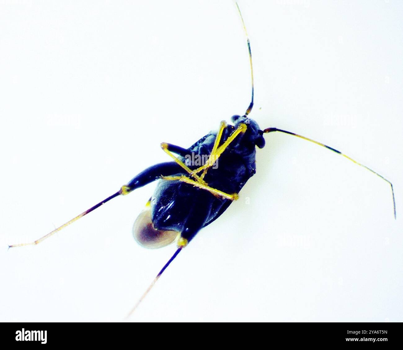 Garden Fleahopper (Microtechnites bractatus) Insecta Stock Photo - Alamy