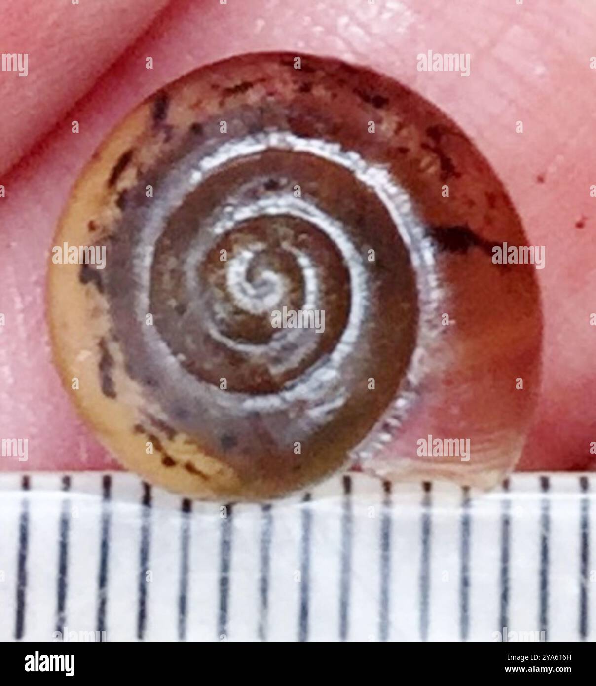 Common Land Snails and Slugs (Stylommatophora) Mollusca Stock Photo - Alamy