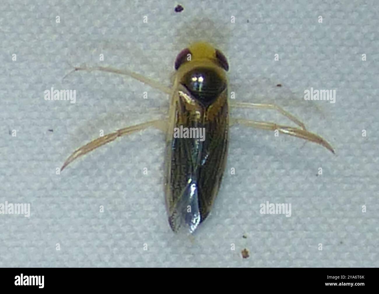 Water Bugs (Nepomorpha) Insecta Stock Photo - Alamy