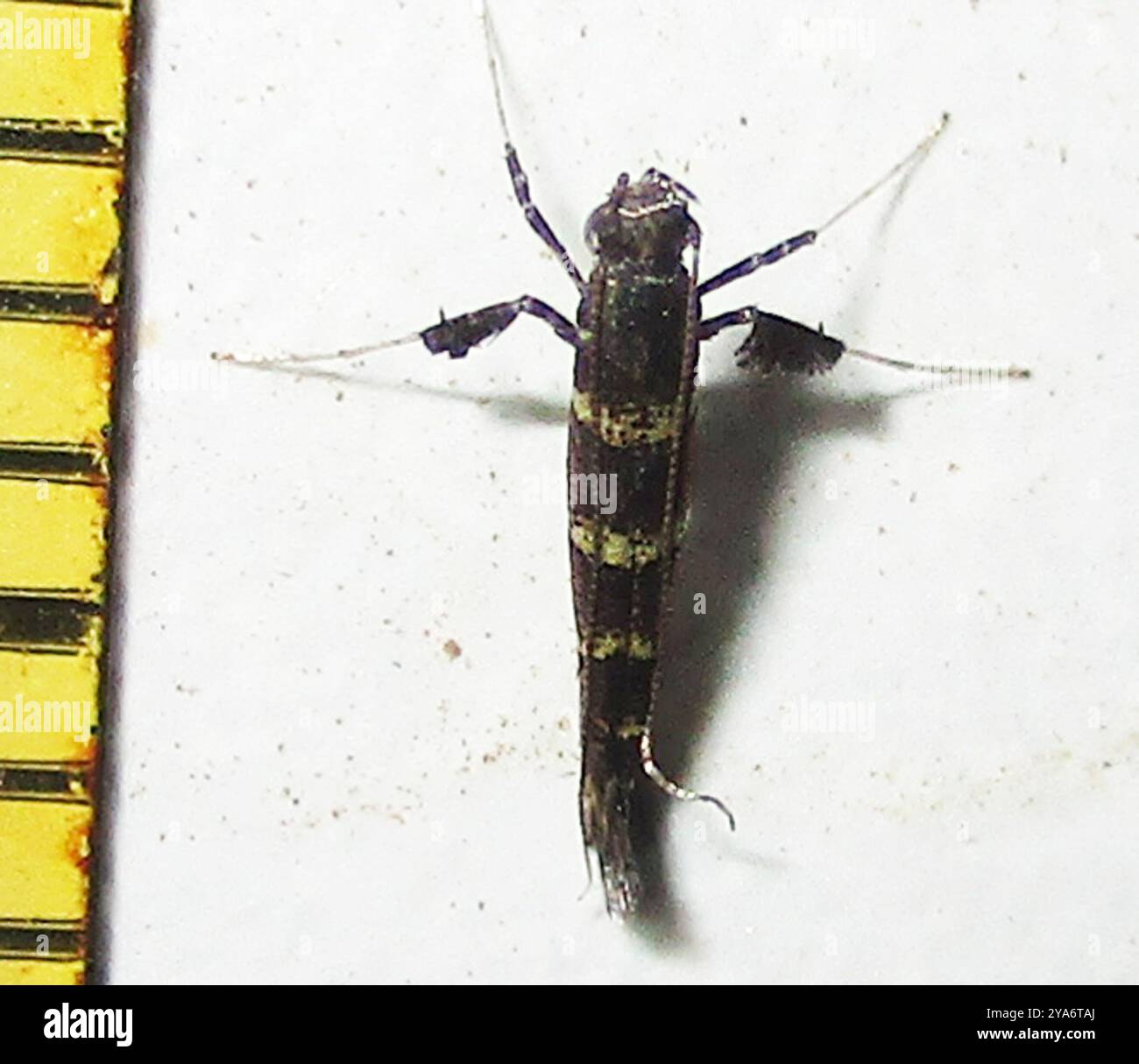 Leaf Blotch Miner Moths (Gracillariidae) Insecta Stock Photo - Alamy