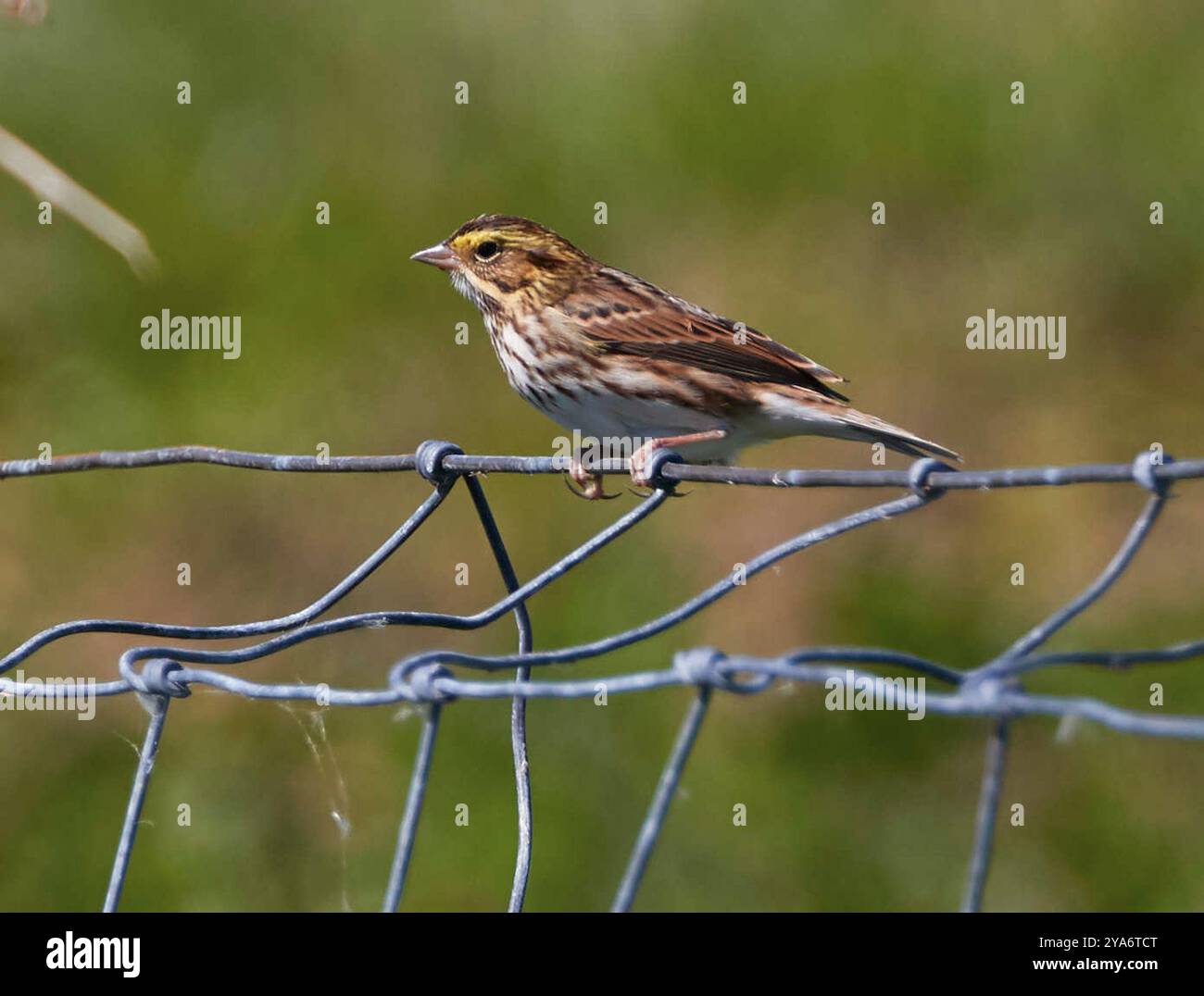 Savannah Sparrow (Passerculus sandwichensis) Aves Stock Photo - Alamy