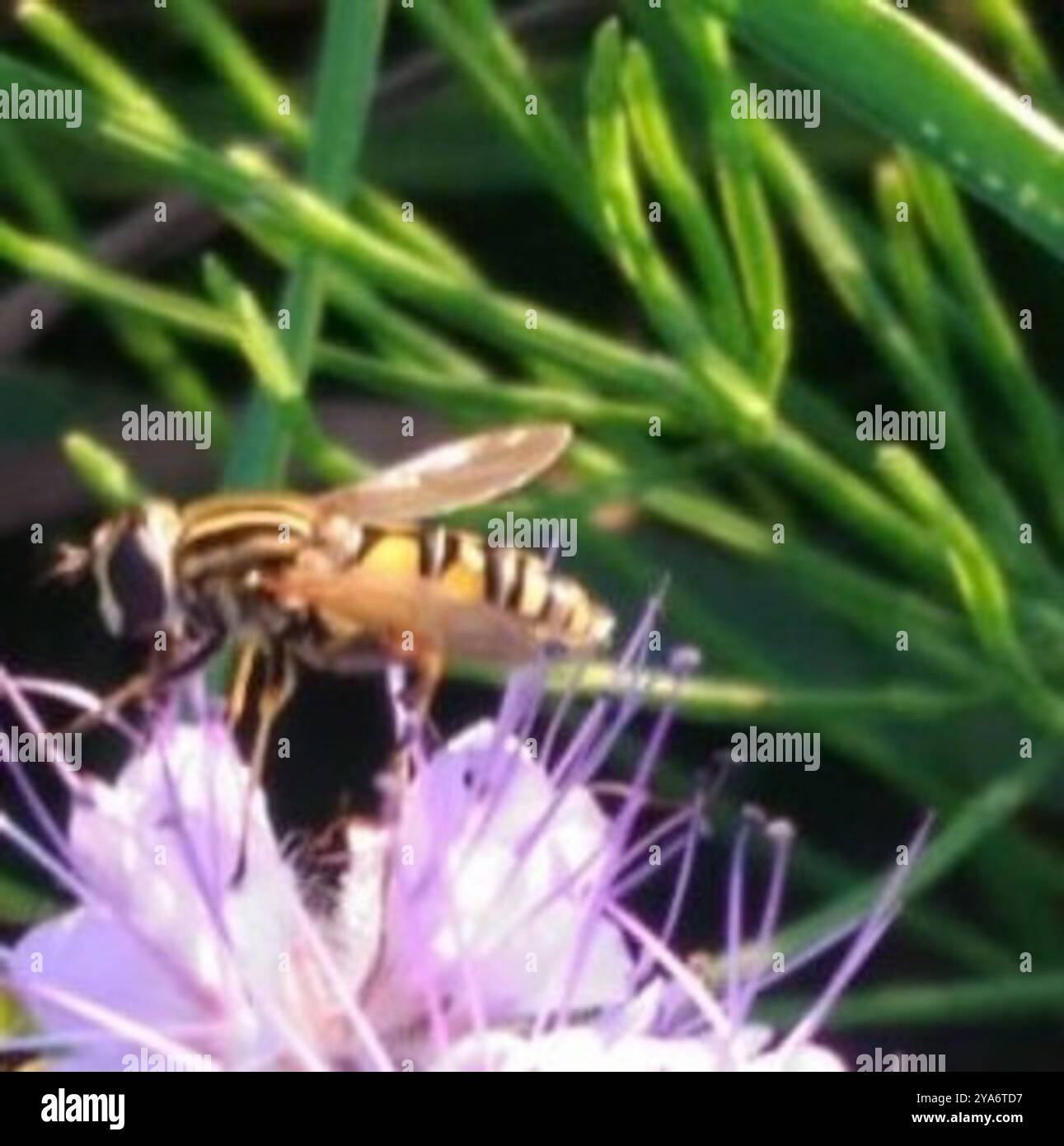 Sun Fly (Helophilus pendulus) Insecta Stock Photo - Alamy