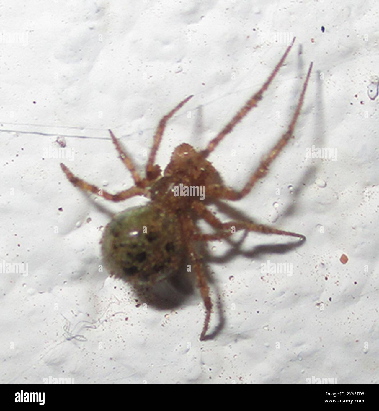 Spiders (Araneae) Arachnida Stock Photo - Alamy