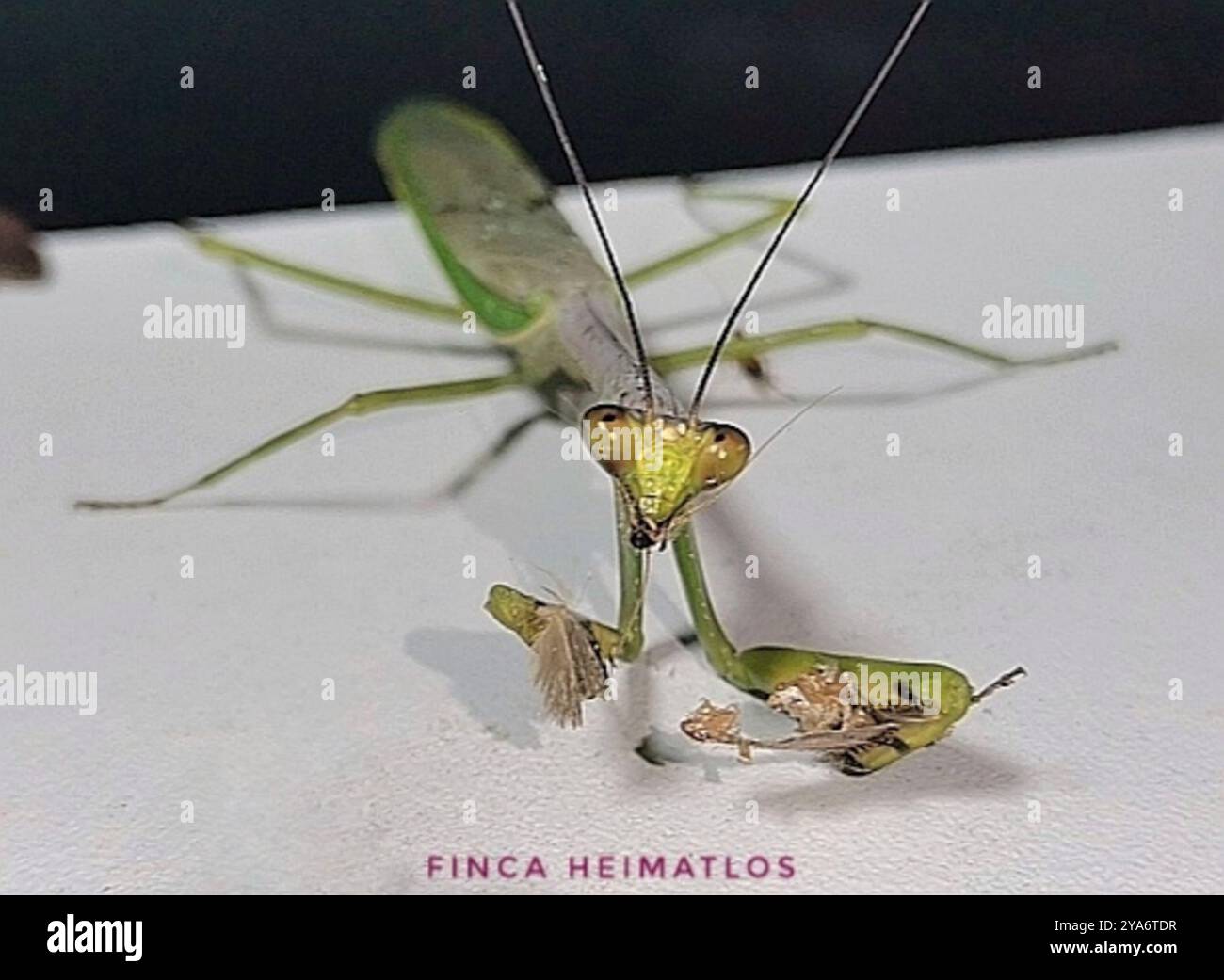 Stagmatoptera hi-res stock photography and images - Alamy