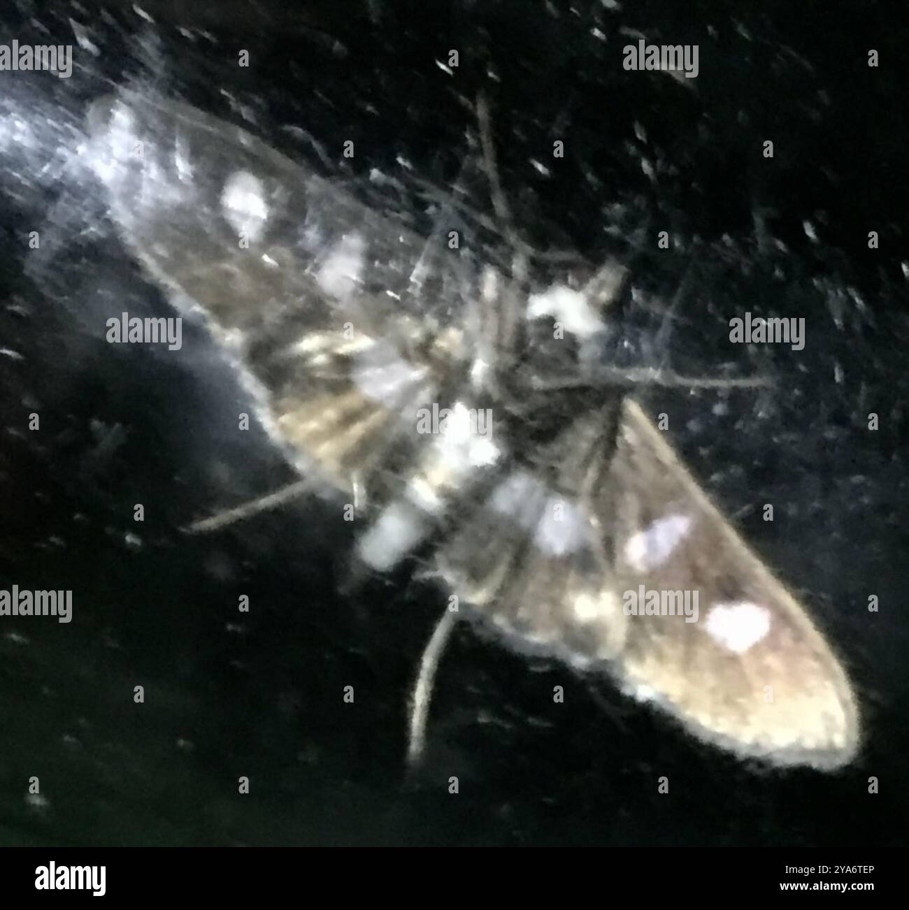 Grape Leaffolder Moth (Desmia funeralis) Insecta Stock Photo - Alamy