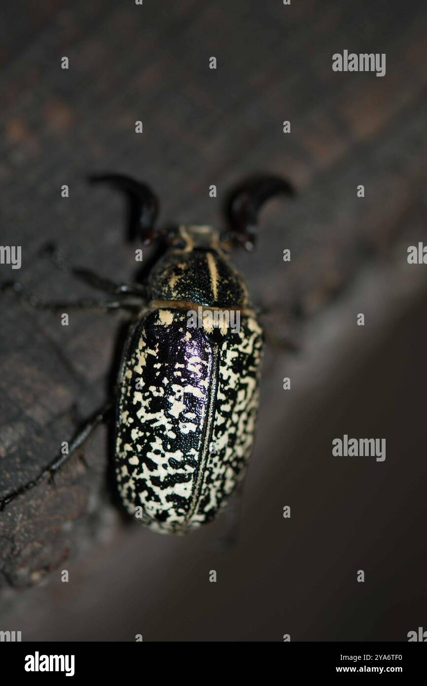Pine Chafer (Polyphylla fullo) Insecta Stock Photo - Alamy