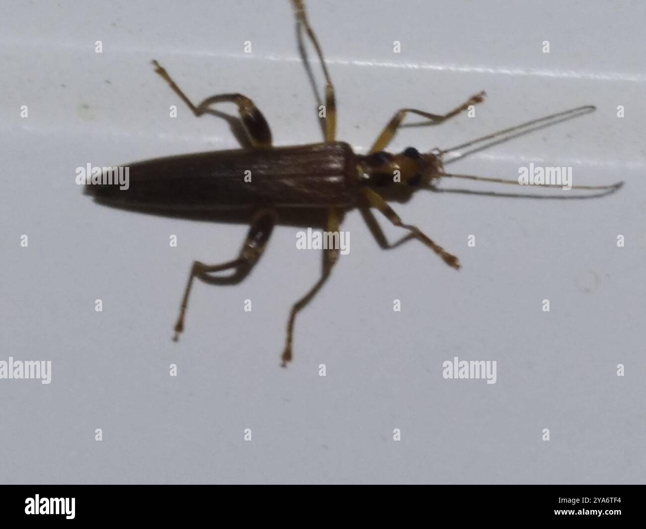 Oedemera femoralis hi-res stock photography and images - Alamy