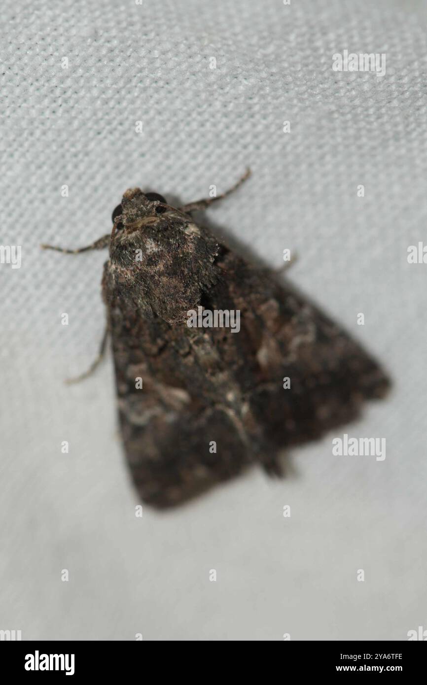 The Sorcerer (Aedia leucomelas) Insecta Stock Photo - Alamy
