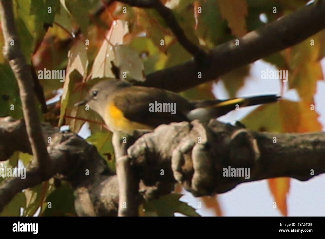 American Redstart (Setophaga ruticilla) Aves Stock Photo - Alamy
