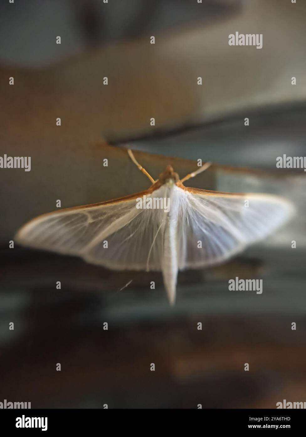 Jasmine Moth (Palpita vitrealis) Insecta Stock Photo - Alamy