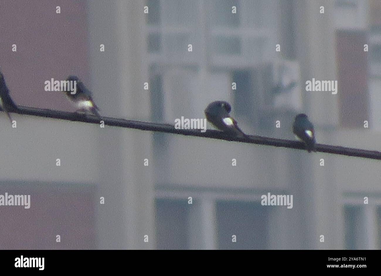 White-rumped Swallow (Tachycineta leucorrhoa) Aves Stock Photo - Alamy