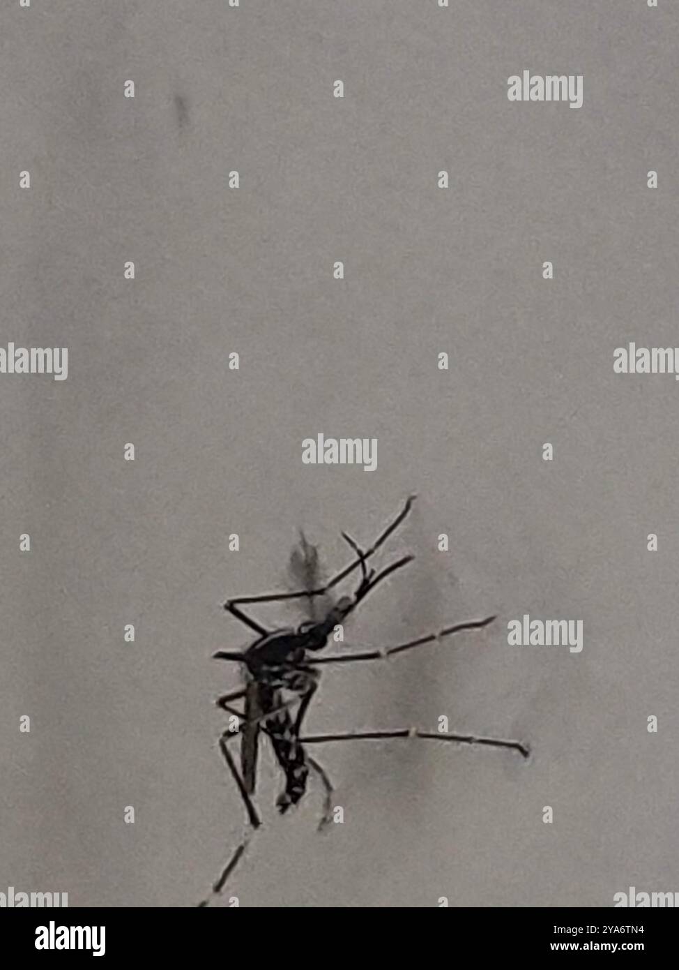 Asian Tiger Mosquito (Aedes albopictus) Insecta Stock Photo - Alamy