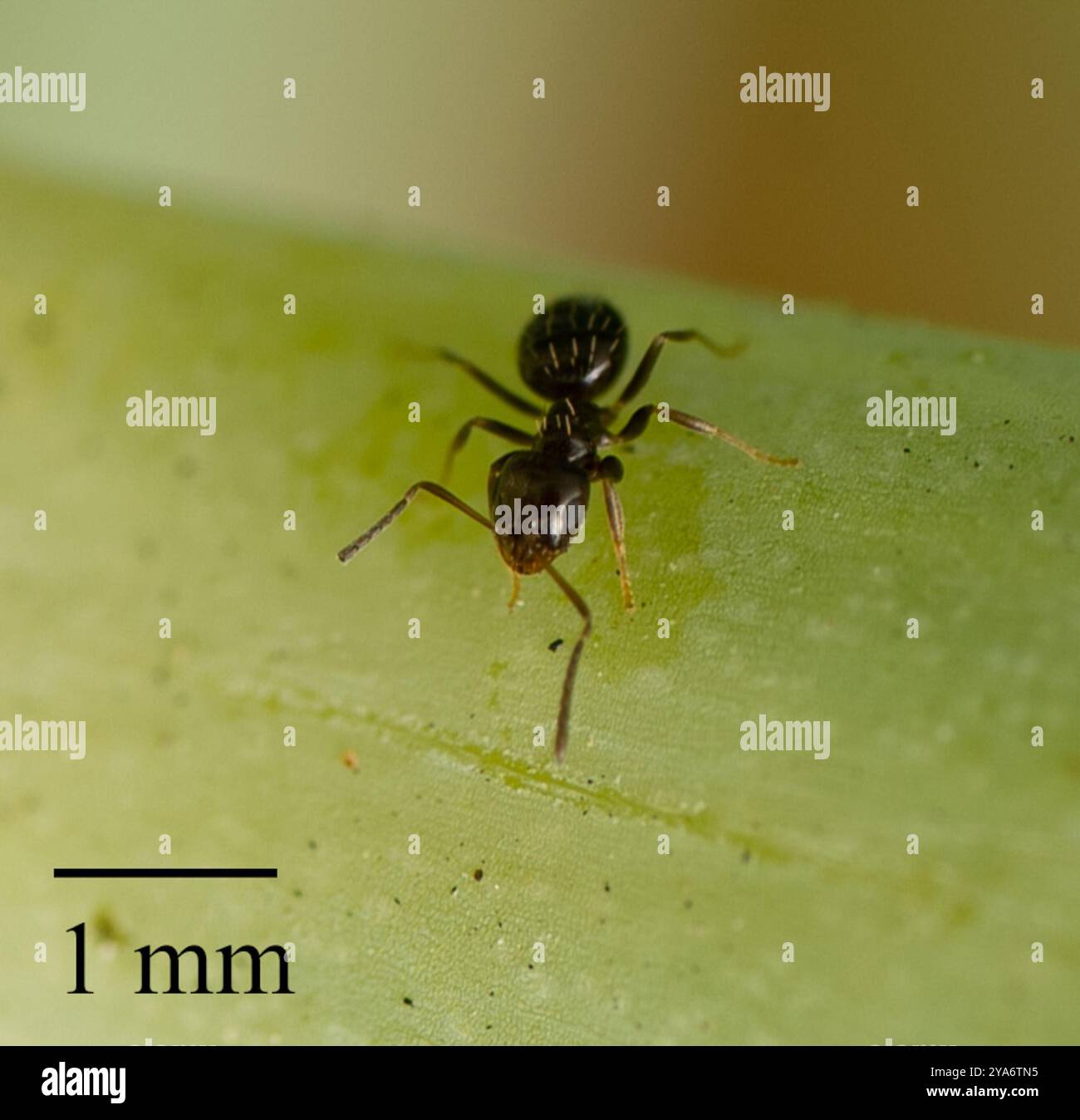 Dark Rover Ant (Brachymyrmex patagonicus) Insecta Stock Photo - Alamy