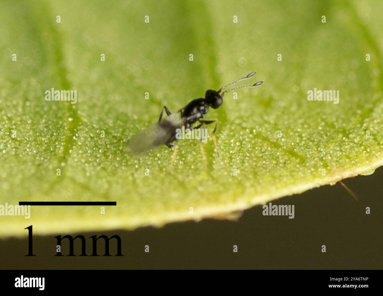Fairy Wasps (Mymaridae) Insecta Stock Photo - Alamy