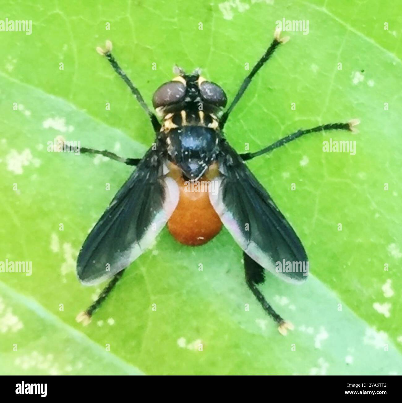 Swift Feather-legged Fly (Trichopoda pennipes) Insecta Stock Photo - Alamy