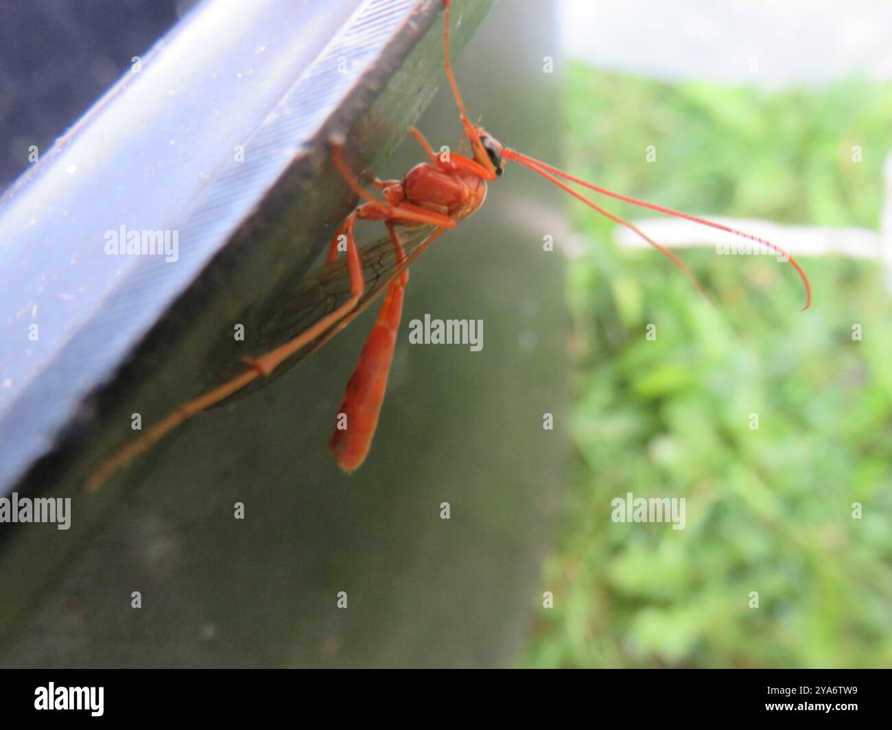 Short-tailed Ichneumonid Wasps (Ophioninae) Insecta Stock Photo - Alamy