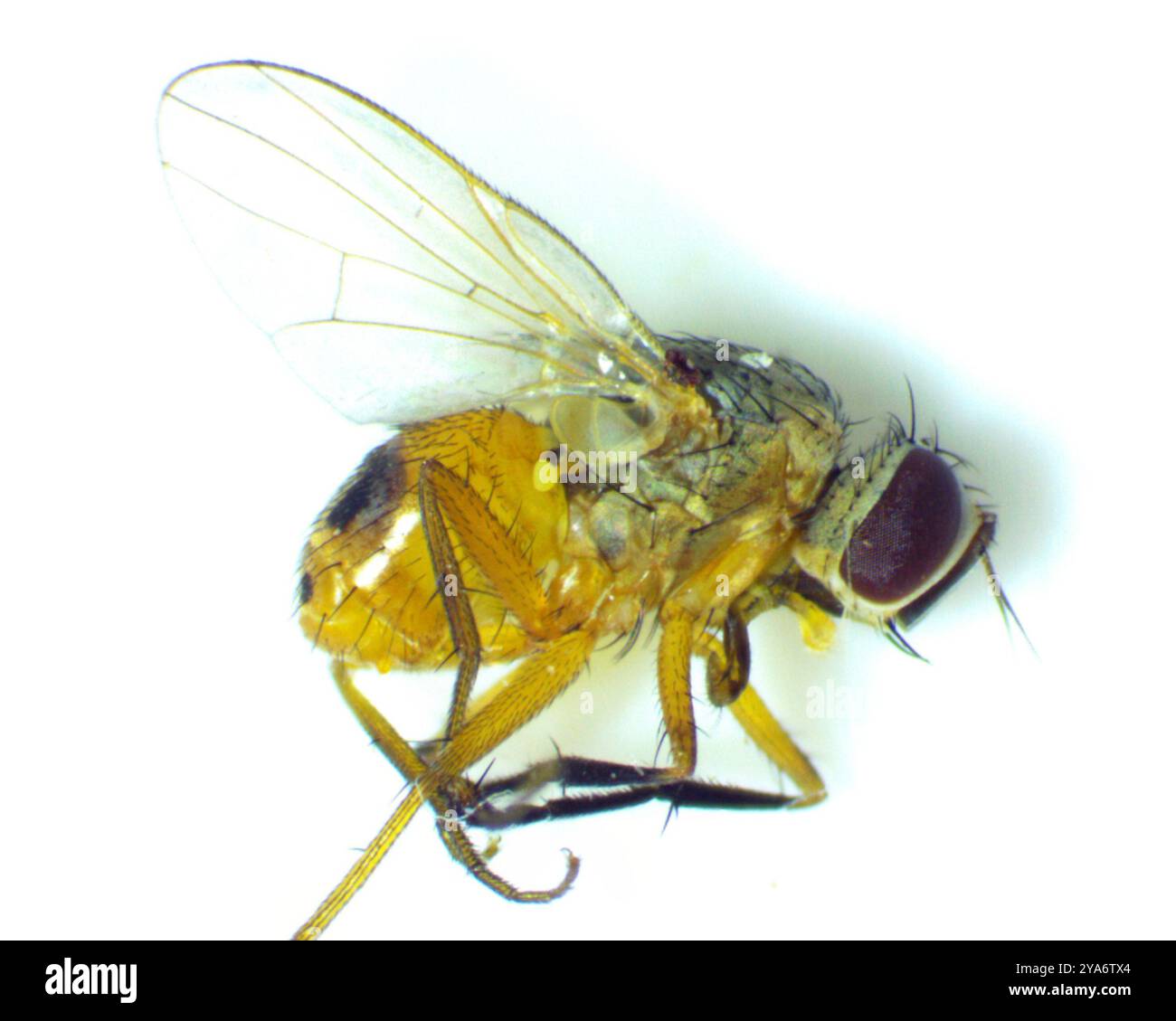 Bermudagrass Stem Maggot (Atherigona reversura) Insecta Stock Photo - Alamy