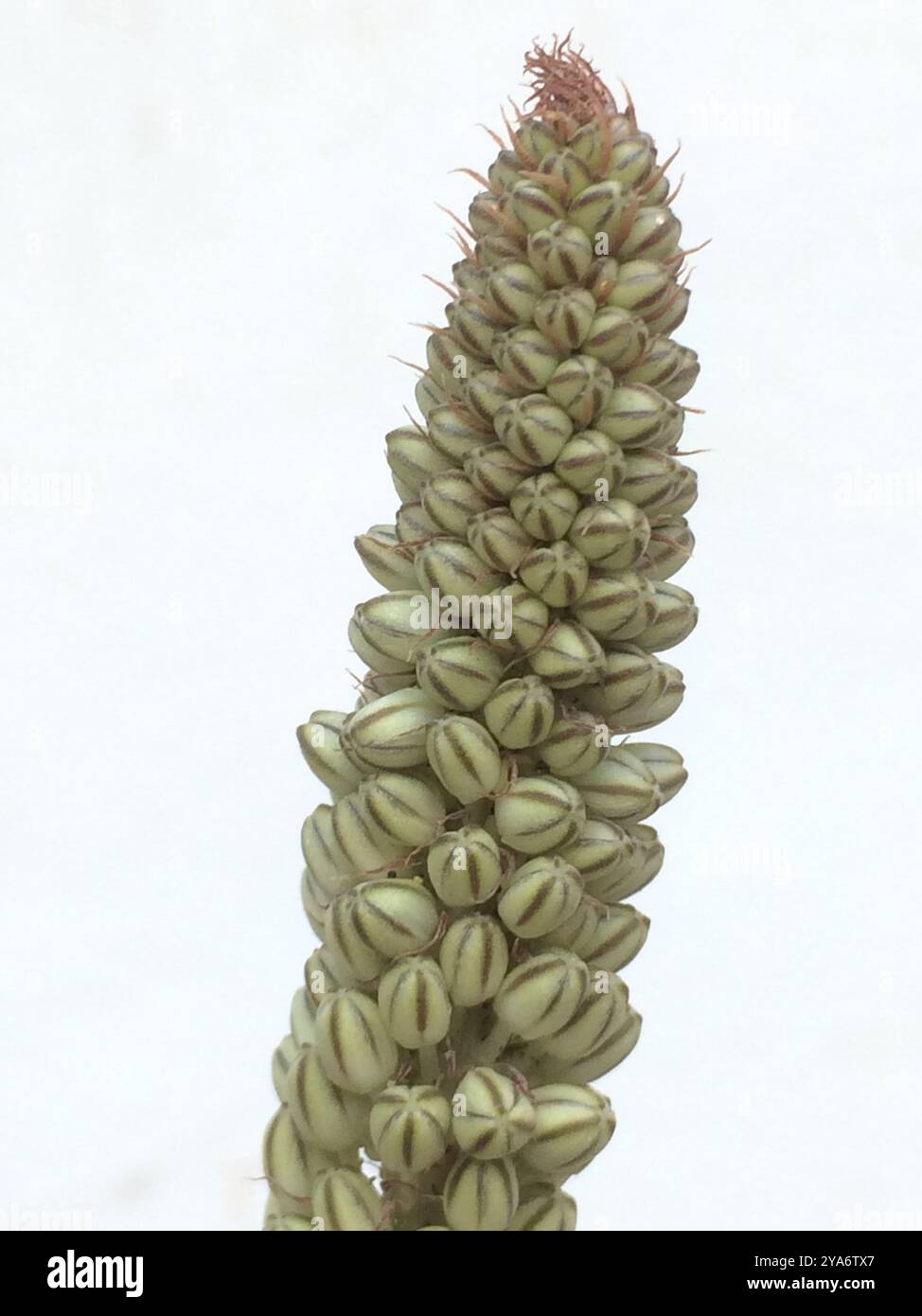 sea squill (Drimia maritima) Plantae Stock Photo - Alamy