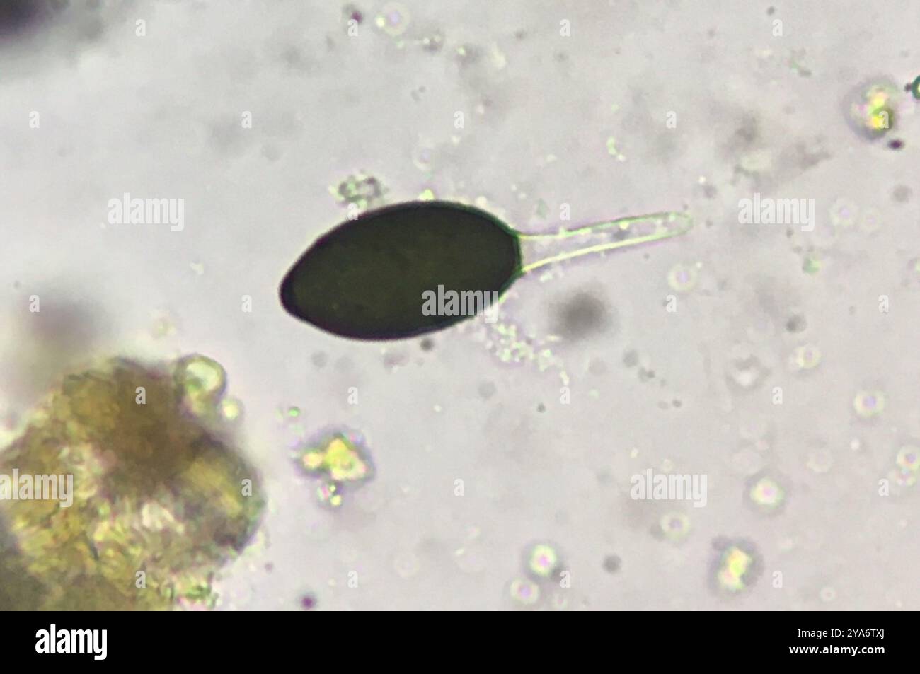 Podospora anserina hi-res stock photography and images - Alamy