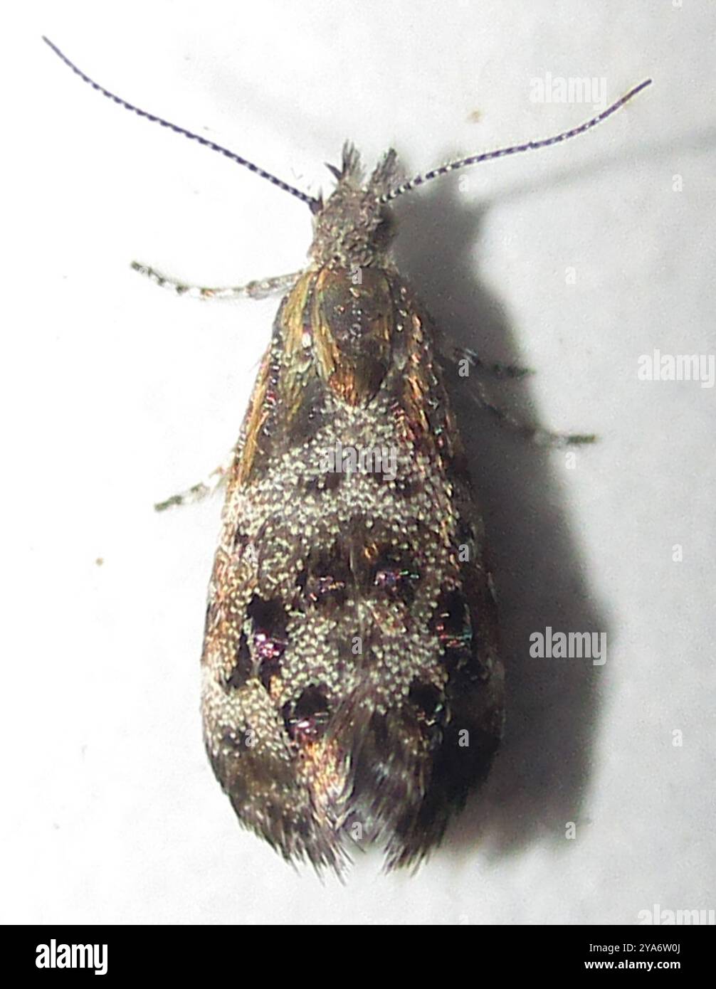 Small Thistle Moth (Tebenna micalis) Insecta Stock Photo - Alamy