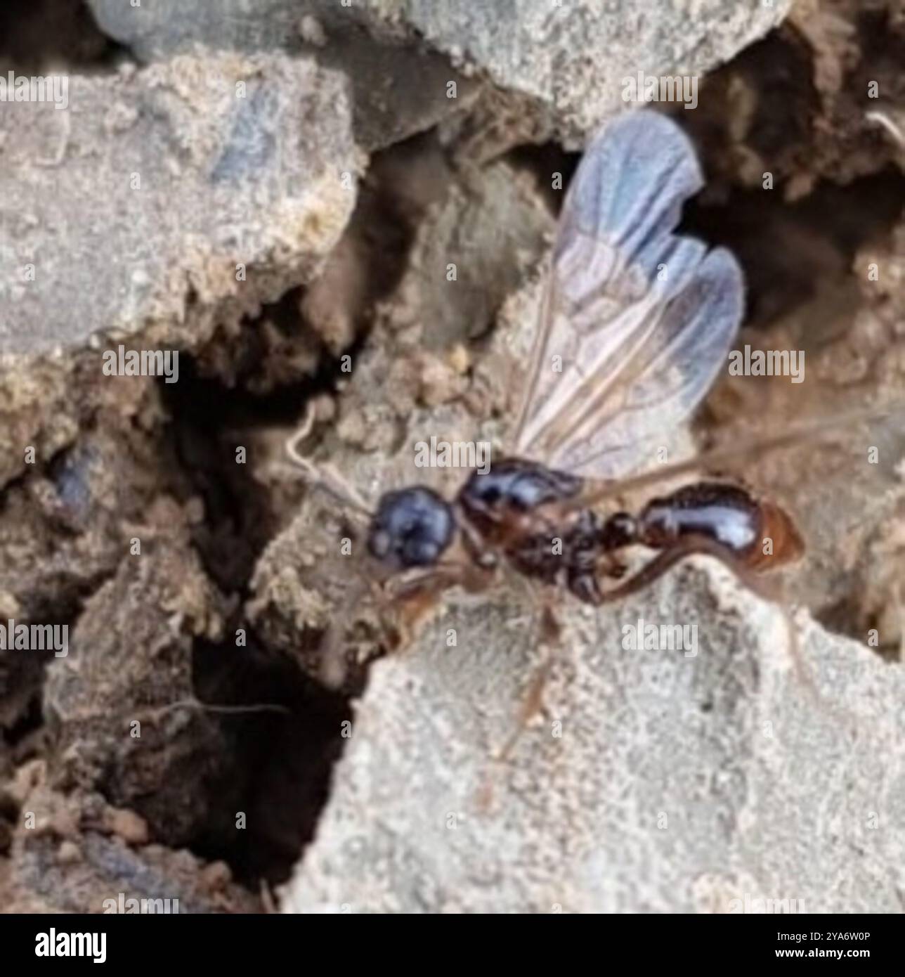 European fire ant (Myrmica rubra) Insecta Stock Photo - Alamy