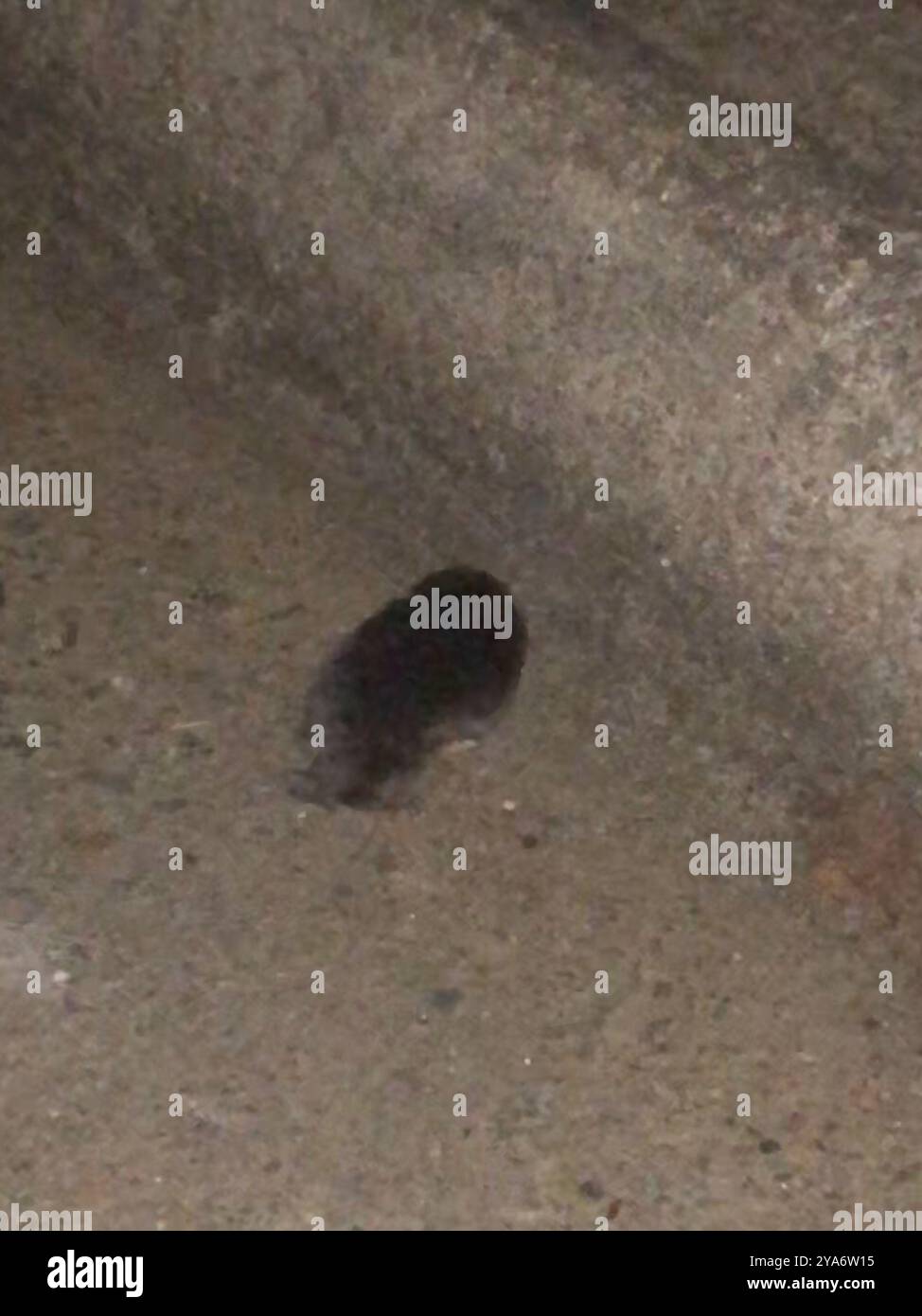 Eastern mole scalopus aquaticus hi-res stock photography and images - Alamy