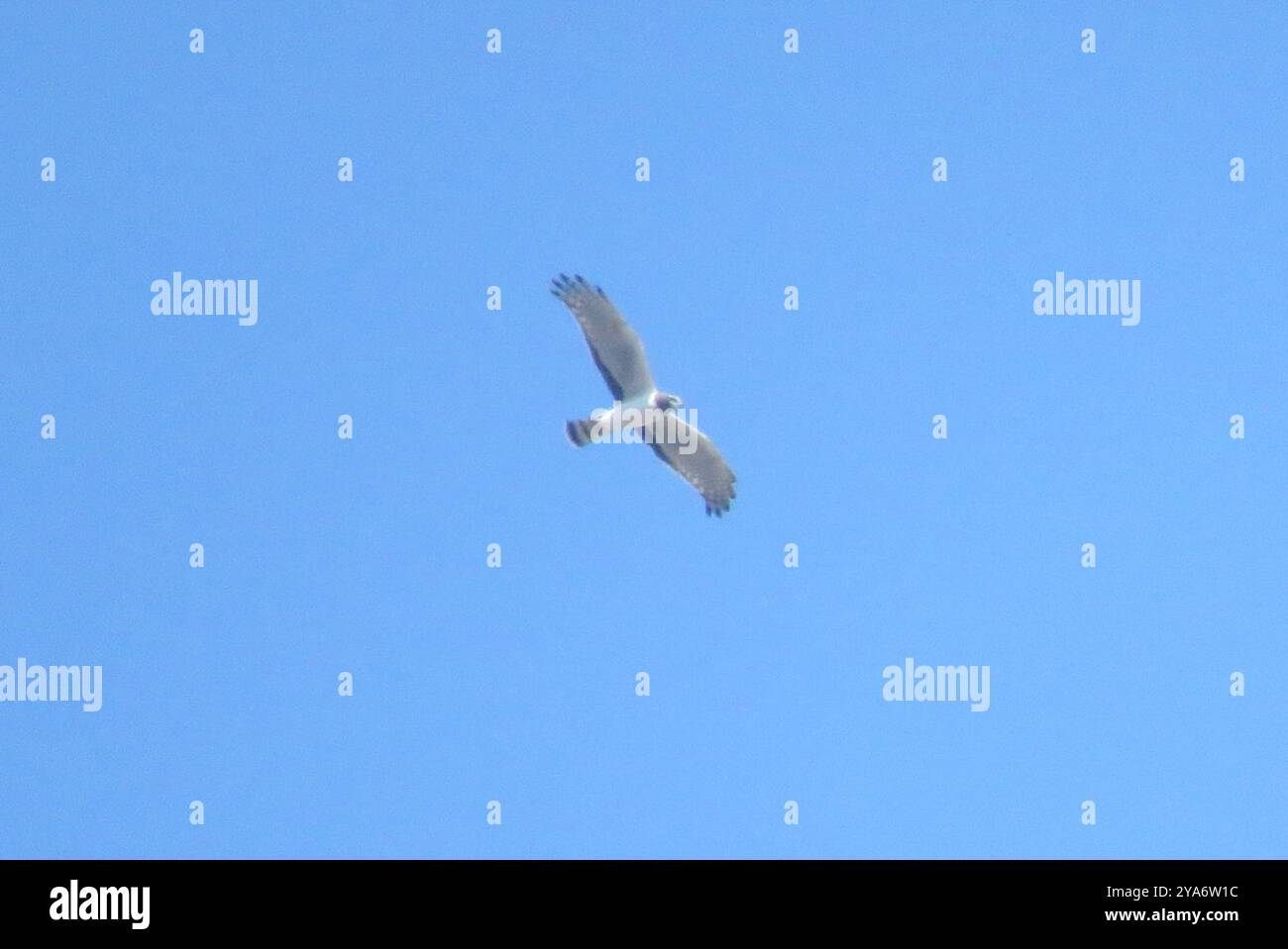 Long-winged Harrier (Circus buffoni) Aves Stock Photo - Alamy
