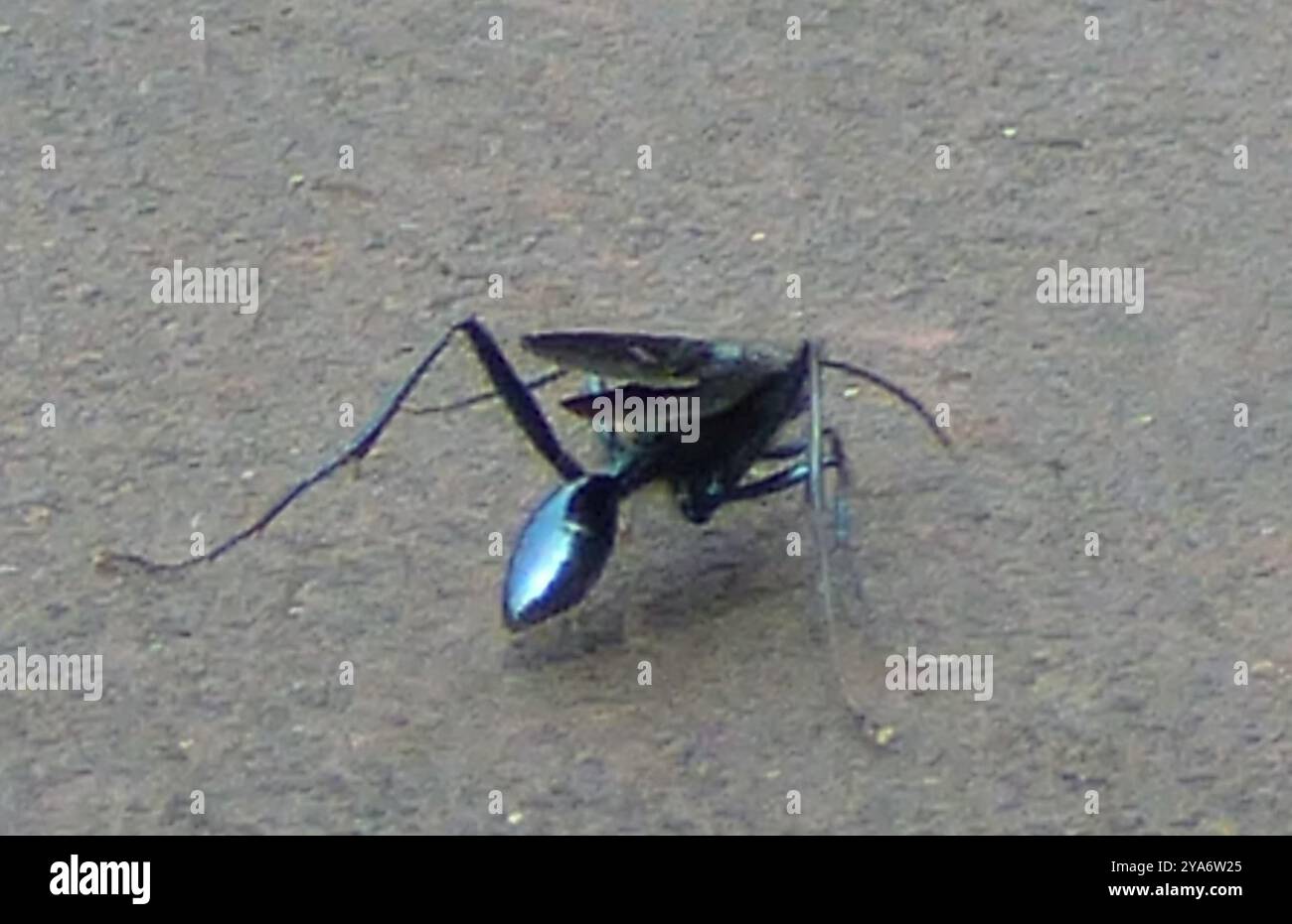 Nearctic Blue Mud-dauber Wasp (Chalybion californicum) Insecta Stock ...