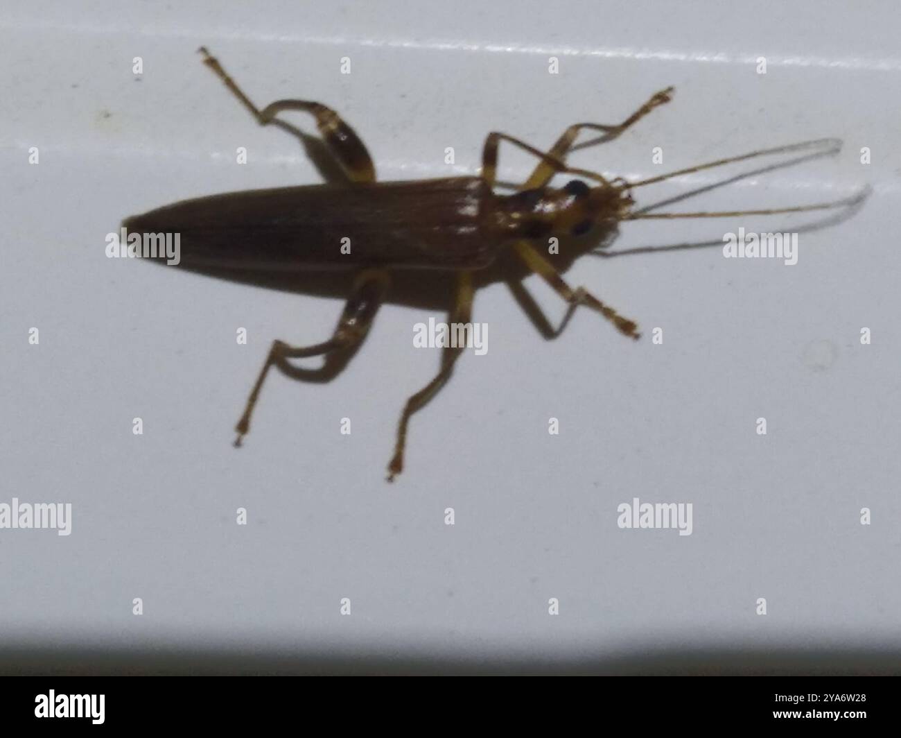 Oedemera femoralis hi-res stock photography and images - Alamy