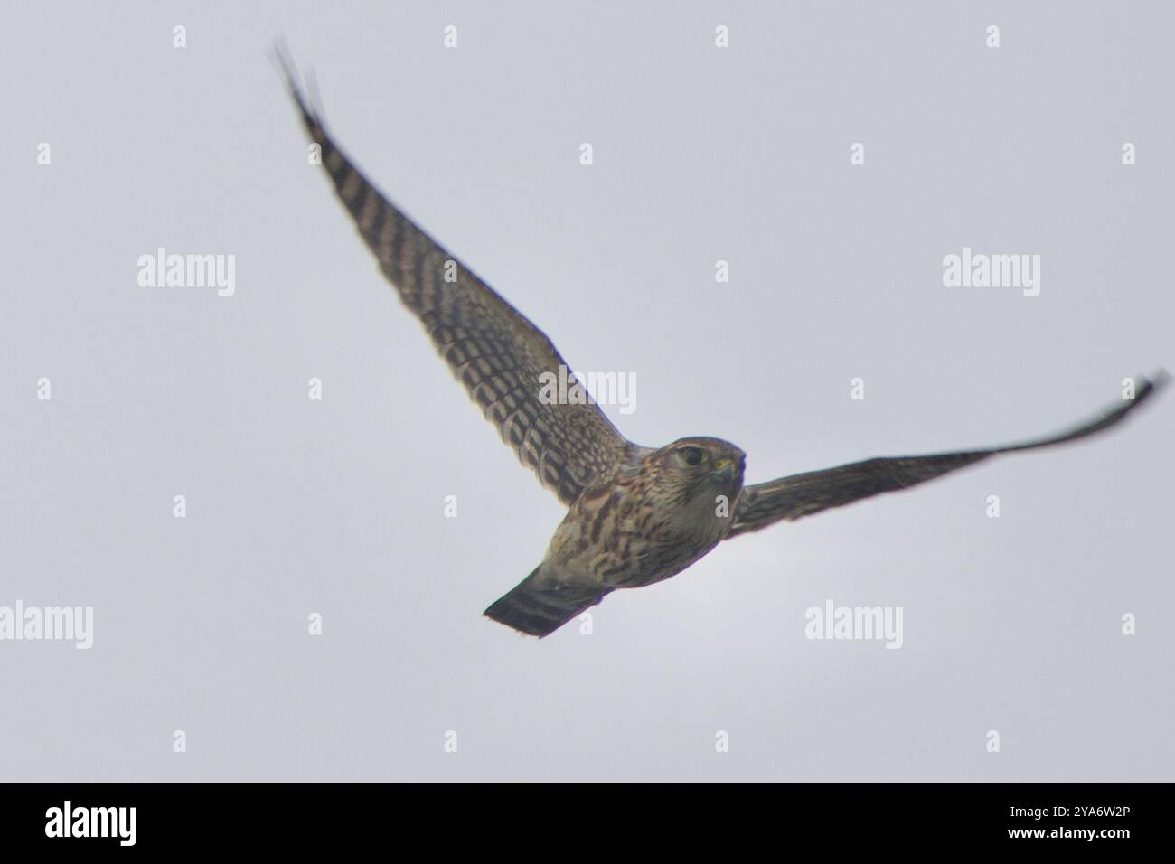 Taiga merlin hi-res stock photography and images - Alamy