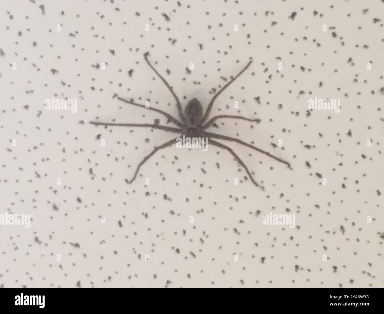 Pantropical huntsman spider hi-res stock photography and images - Alamy