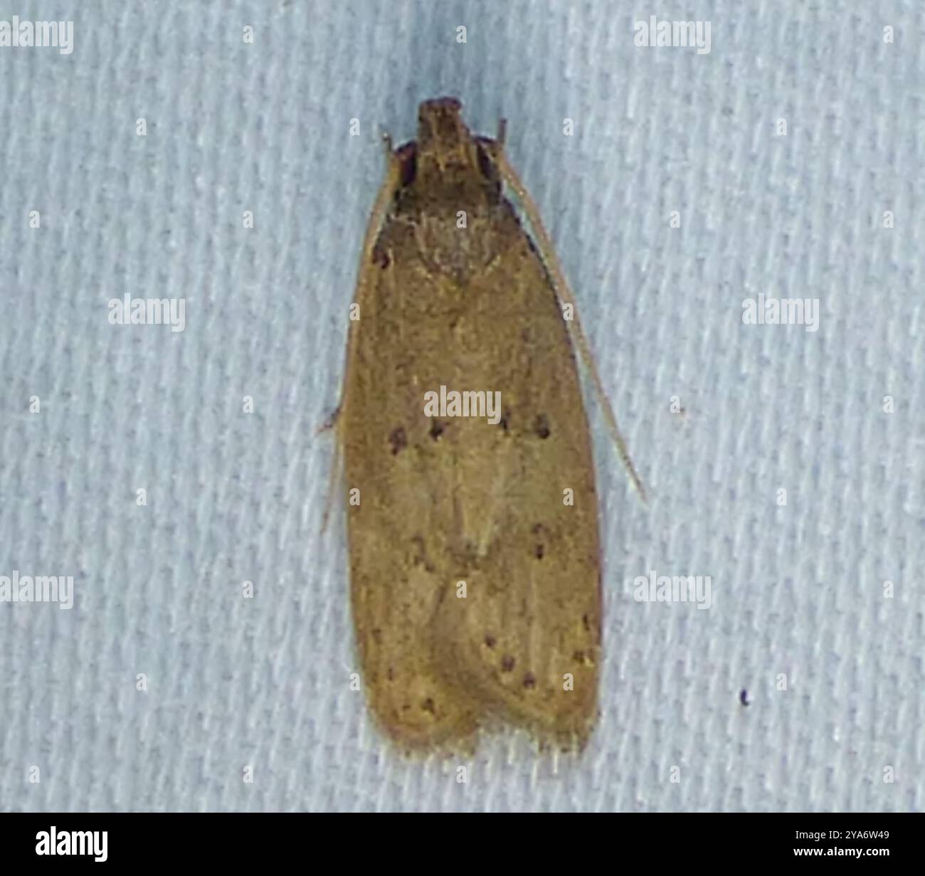 Kyoto Moth (Autosticha kyotensis) Insecta Stock Photo - Alamy