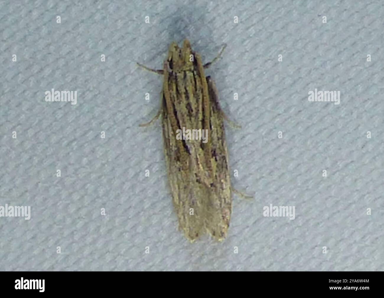 Streaked Spinitibia Moth (Spinitibia hodgesi) Insecta Stock Photo - Alamy